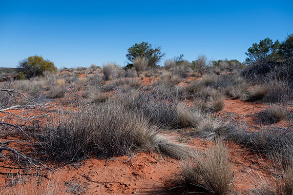 Native Title Year in Review 2024-2025 | Ashurst